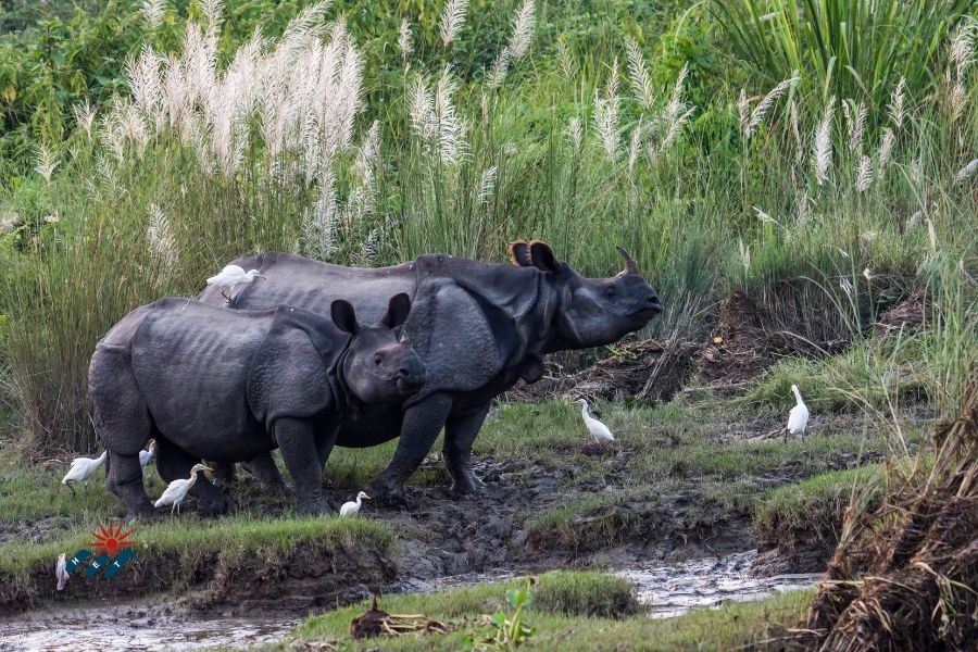 Explore Nepal’s Protected Areas: A Journey into Conservation and Wildlife