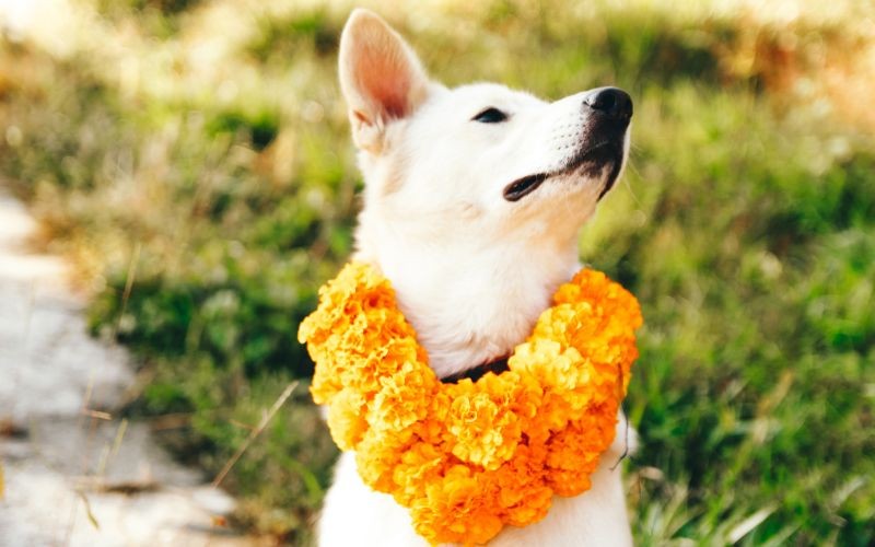Tihar Festival in Nepal 2026 and 2027 -Date, Day, & Significance